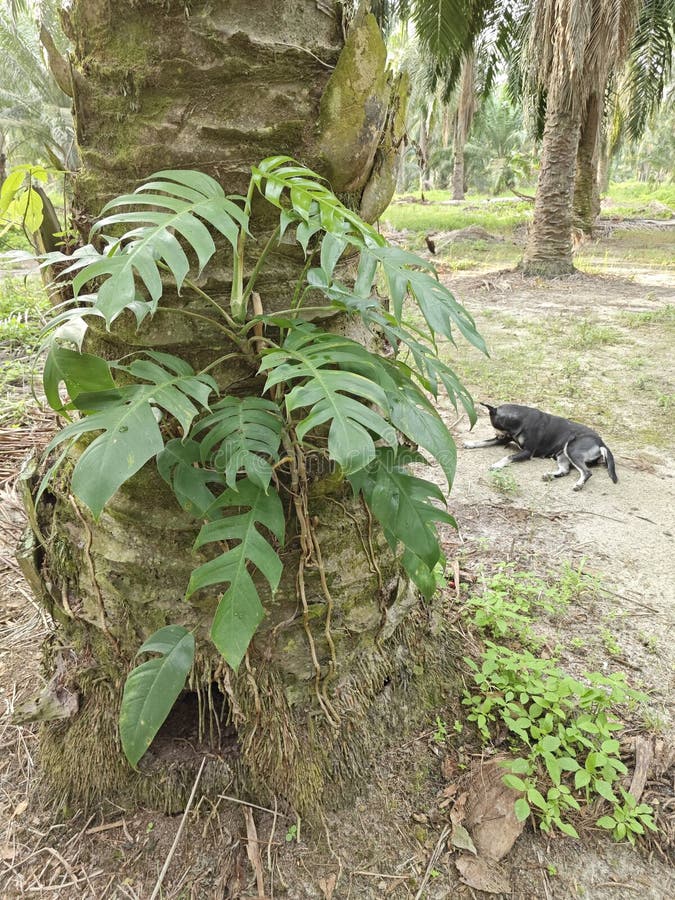 Leafy Wild Monstera Deliciosa at the Plantation. Stock Photo - Image of ...