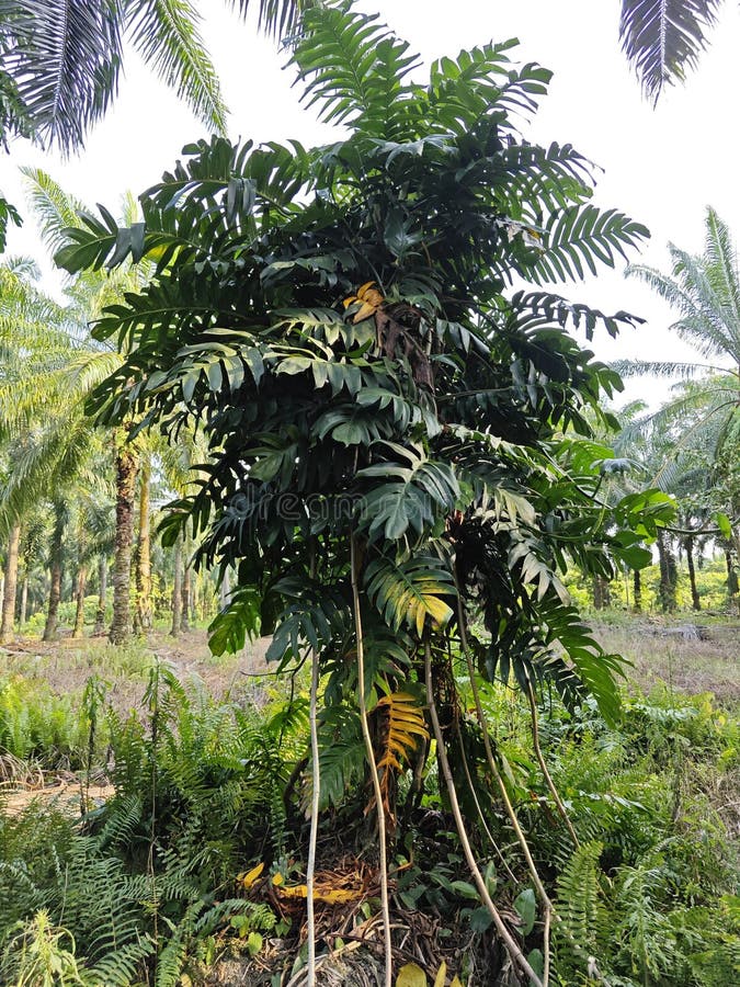 Leafy Wild Monstera Deliciosa at the Plantation. Stock Photo - Image of ...