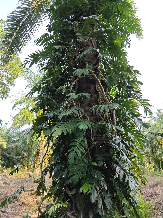 Leafy Wild Monstera Deliciosa at the Plantation. Stock Image - Image of ...