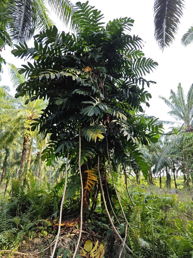 Leafy Wild Monstera Deliciosa at the Plantation. Stock Image - Image of ...