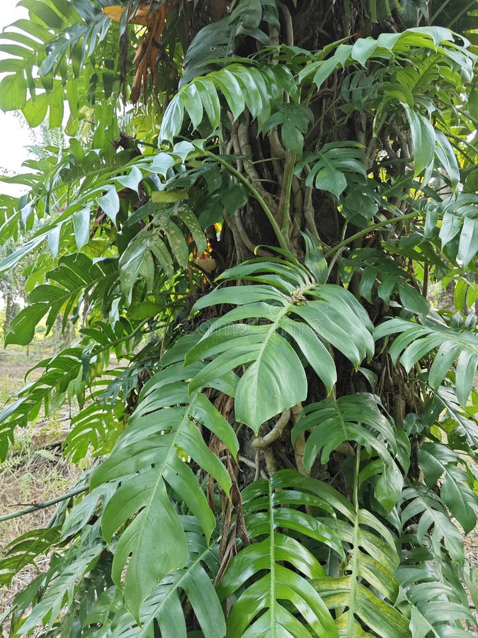 Leafy Wild Monstera Deliciosa at the Plantation. Stock Photo - Image of ...