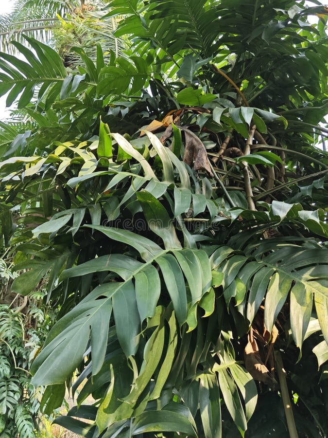 Leafy Wild Monstera Deliciosa at the Plantation. Stock Photo - Image of ...