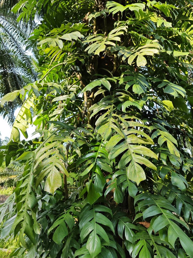 Leafy Wild Monstera Deliciosa at the Plantation. Stock Image - Image of ...