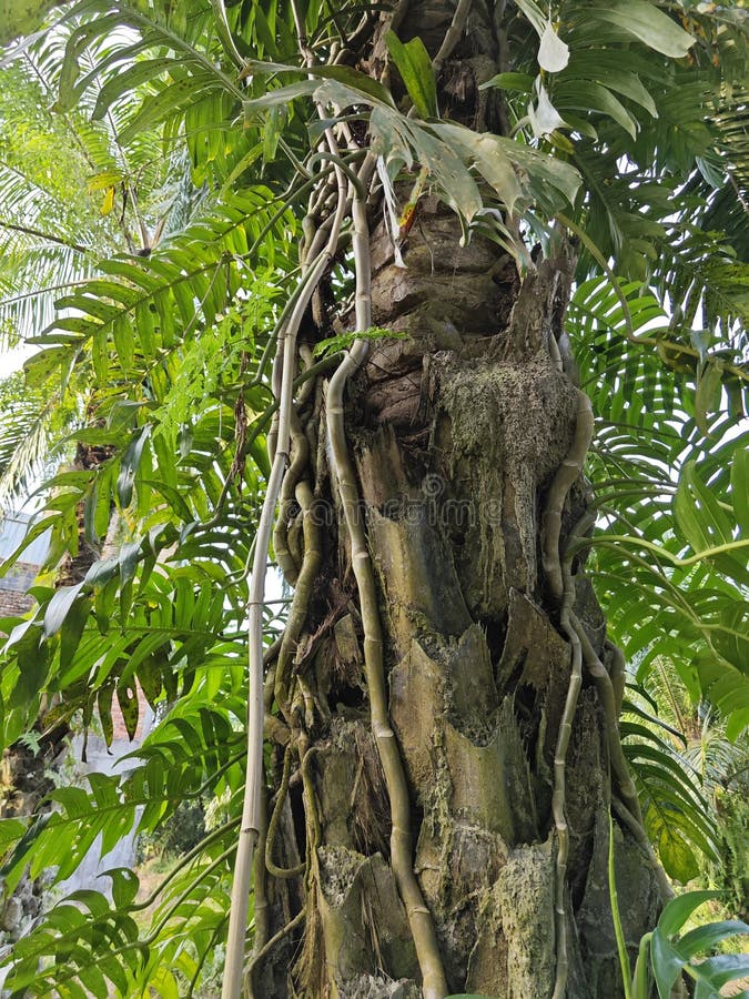 Leafy Wild Monstera Deliciosa at the Plantation. Stock Photo - Image of ...