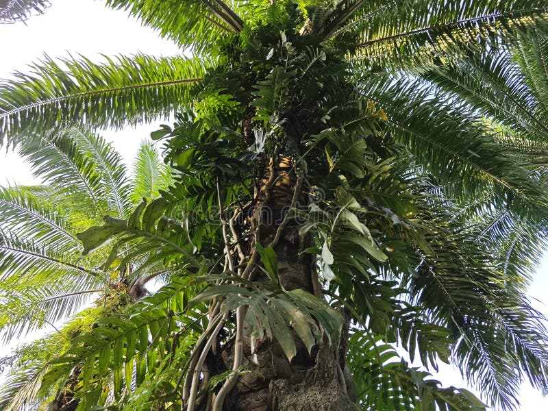 Leafy Wild Monstera Deliciosa at the Plantation. Stock Photo - Image of ...