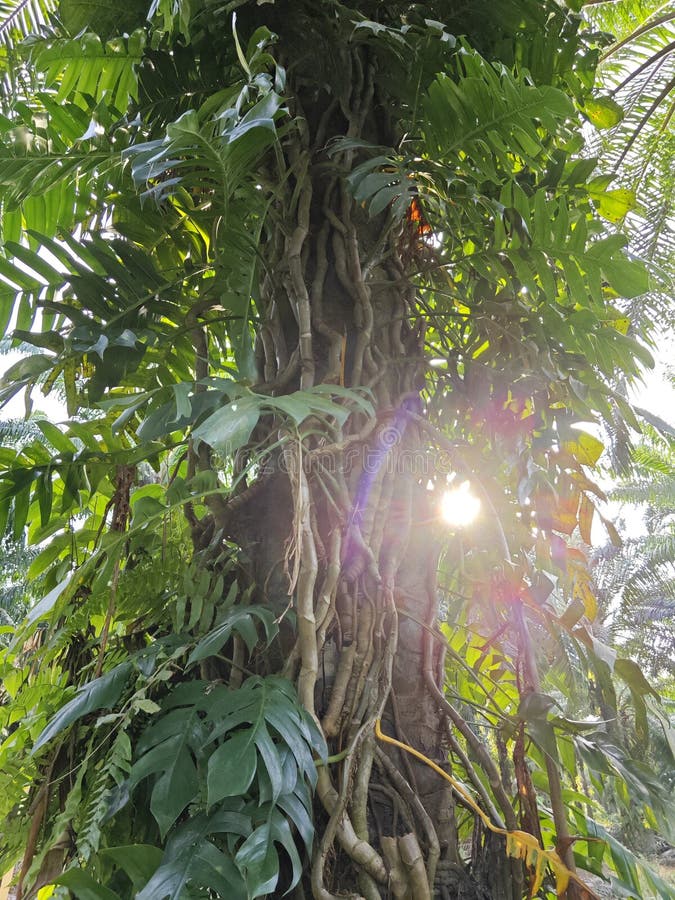 Leafy Wild Monstera Deliciosa at the Plantation. Stock Image - Image of ...
