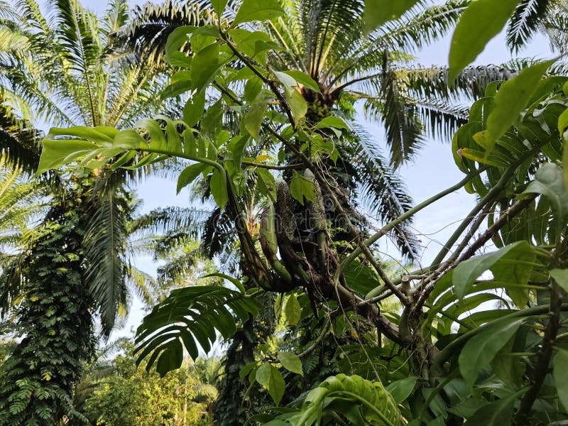 Leafy Wild Monstera Deliciosa at the Plantation. Stock Photo - Image of ...