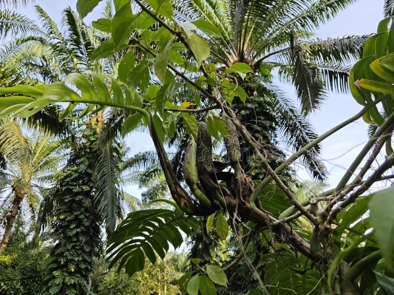 Leafy Wild Monstera Deliciosa at the Plantation. Stock Image - Image of ...