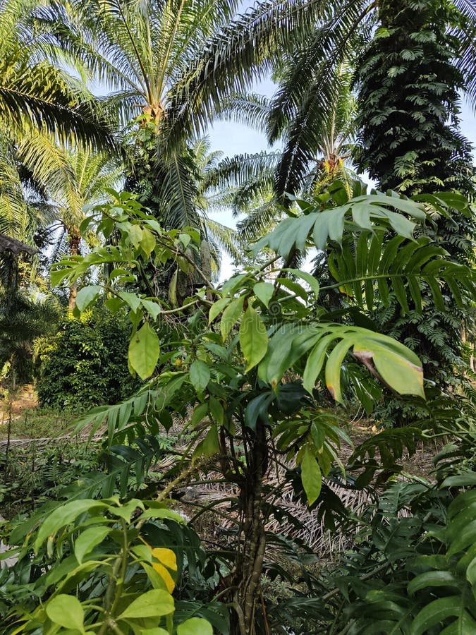 Leafy Wild Monstera Deliciosa at the Plantation. Stock Image - Image of ...