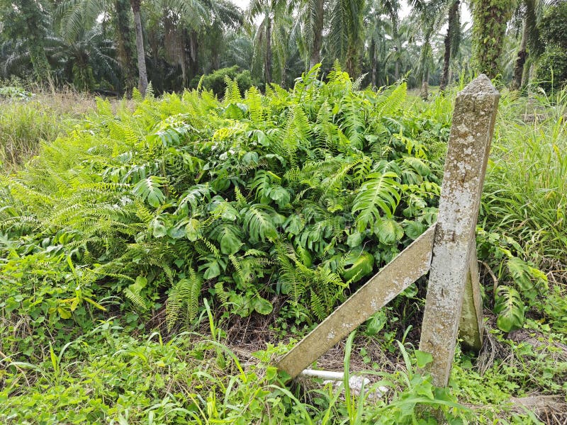 Leafy Wild Monstera Deliciosa at the Plantation. Stock Image - Image of ...