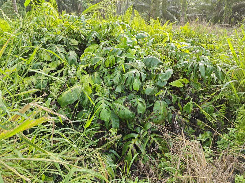 Leafy Wild Monstera Deliciosa at the Plantation. Stock Photo - Image of ...