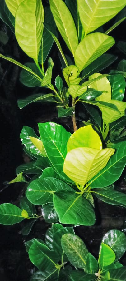 Leafy wonders stock photo. Image of refreshing, leafy - 370879188