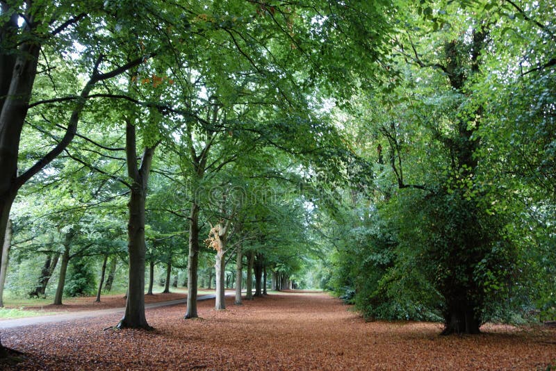 Leafy Woodland Floor stock image. Image of england, forest - 159451533