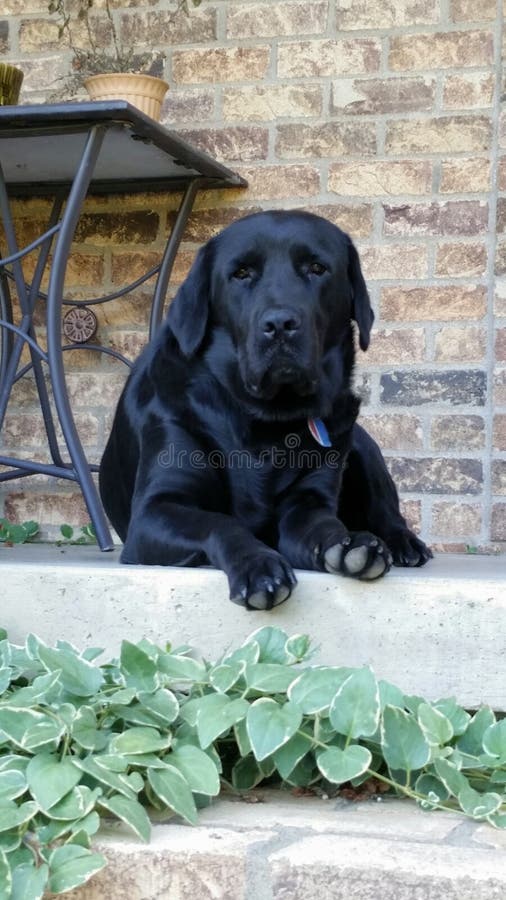 Leah dog stock image. Image of relaxing, friend, leah - 76863869