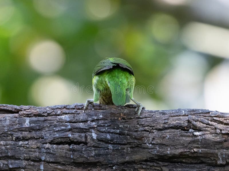 Leak bird showing its back stock photo. Image of flora - 269753060