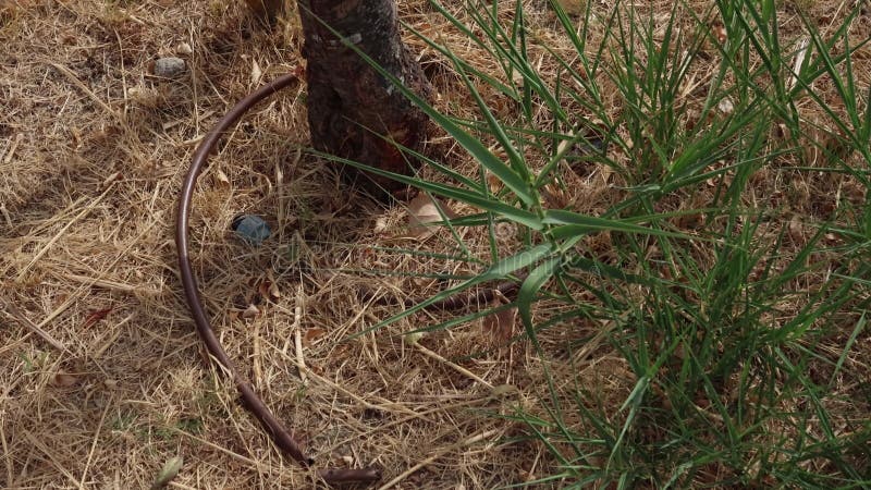 Leaking Irrigation Hose Wasting Water by Tree Trunk Stock Video - Video ...