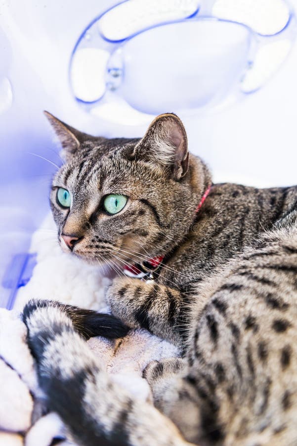 Lean and Athletic Bengal Cat with Blue Eyes Stock Image - Image of gray ...