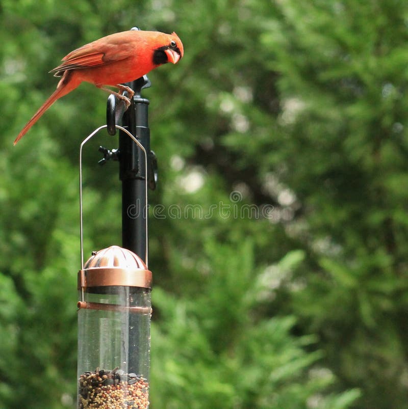Lean Cardinal Stock Photos - Free & Royalty-Free Stock Photos from ...