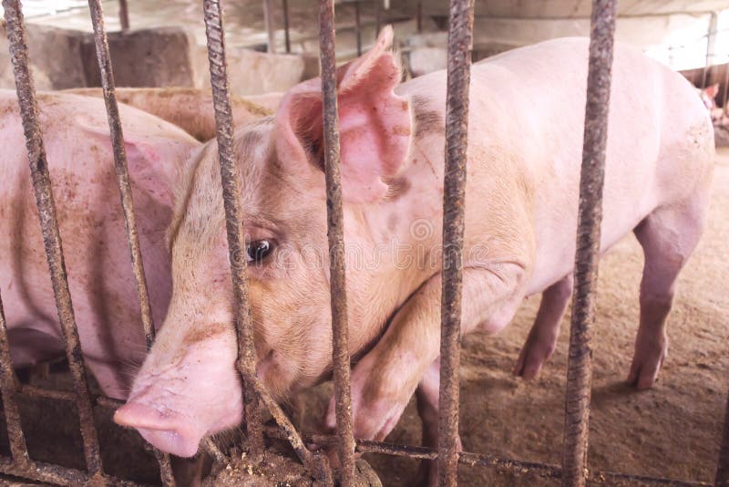Lean hogs in a farm stock photo. Image of humorous, comedy - 79794990
