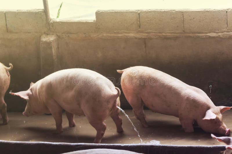 Lean Hogs in a Farm, Closeup Stock Photo - Image of domestic, cute ...