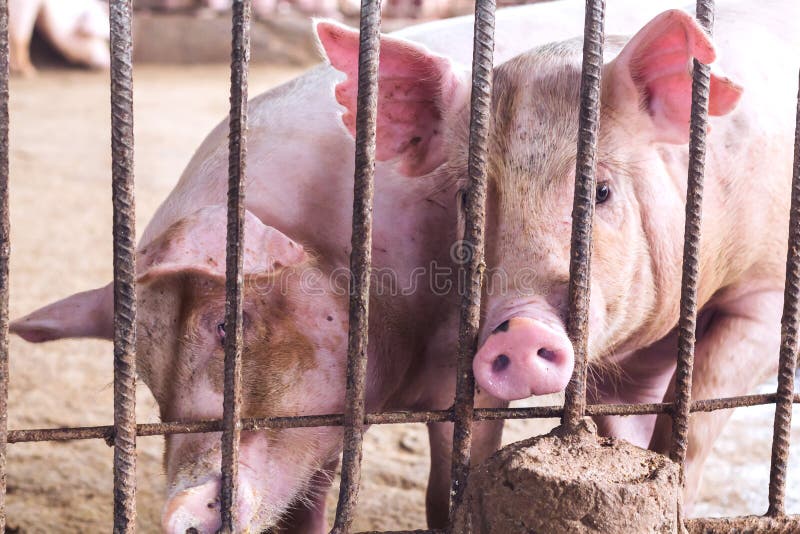 Lean Hogs in a Farm, Closeup Stock Photo - Image of husbandry, comedy ...