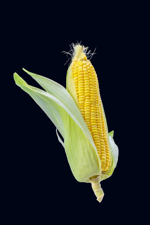 Lean, Plump, Human, Staple Food, Corn, Black Background, Maize Stock ...