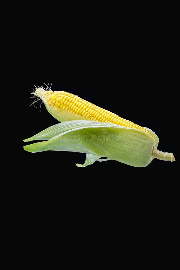 Lean, Plump, Human, Staple Food, Corn, Black Background, Maize Stock ...