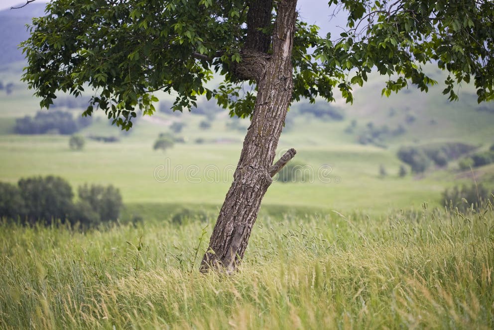 Lean tree stock photo. Image of tree, slanted, china, beautiful - 6942474