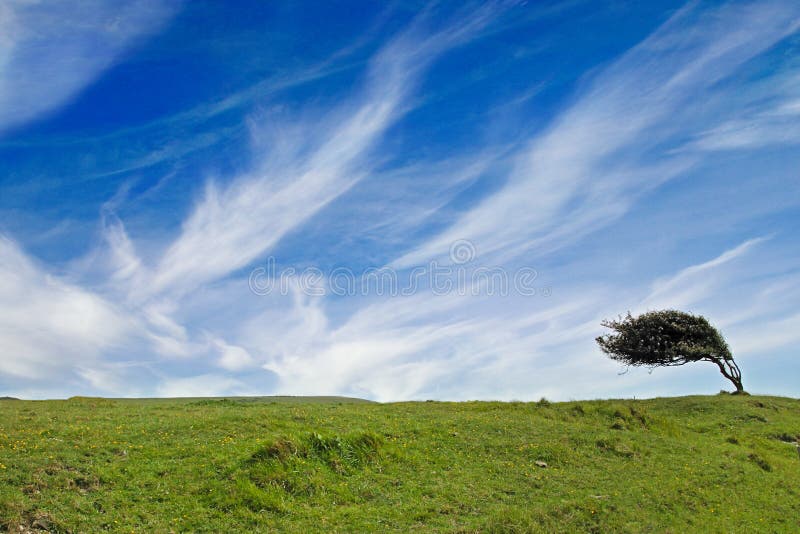 Leaned Tree Near the Seafront Stock Photo - Image of beautiful, clouds ...