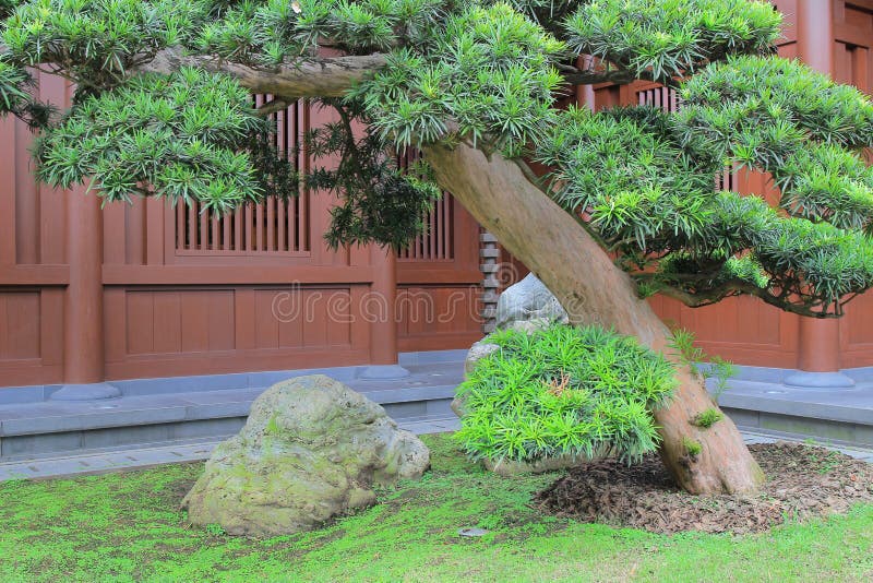 Leaning Bonsai Tree, Chi Lin Nunnery, Hong Kong Stock Photo - Image of ...