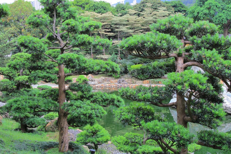 Leaning Bonsai Tree, Chi Lin Nunnery, Hong Kong Stock Image - Image of ...