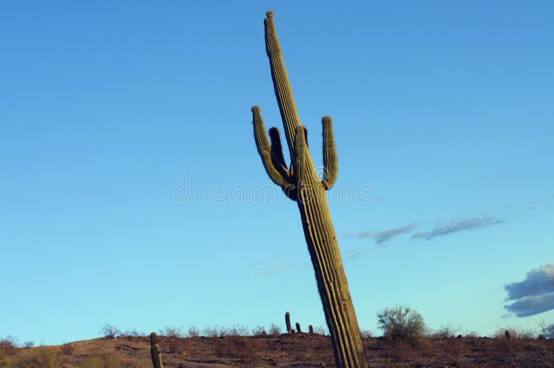 Saguaro Cactus Against Desert Landscape Stock Photo - Image of bark ...