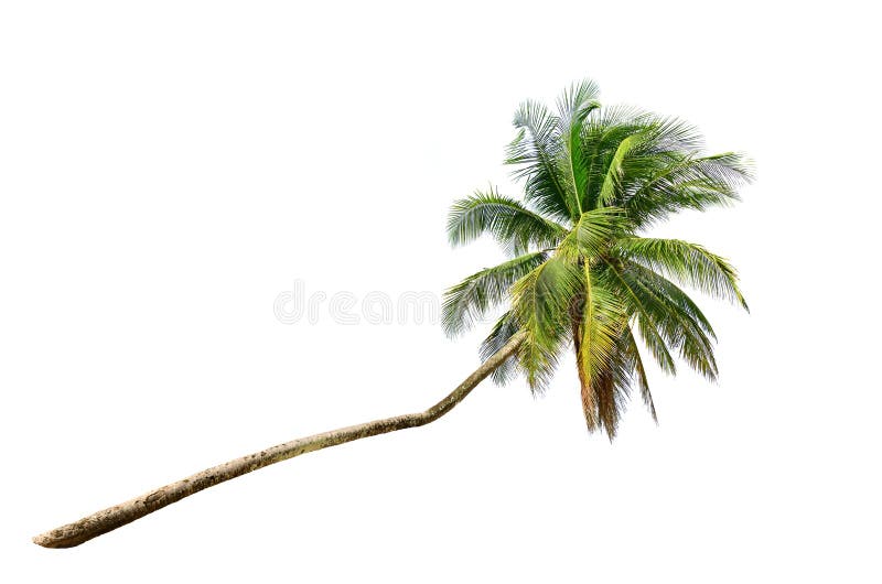 Leaning coconut palm tree stock photo. Image of natural - 227728788