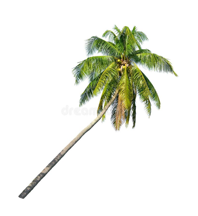 Leaning coconut palm tree stock photo. Image of natural - 227728788