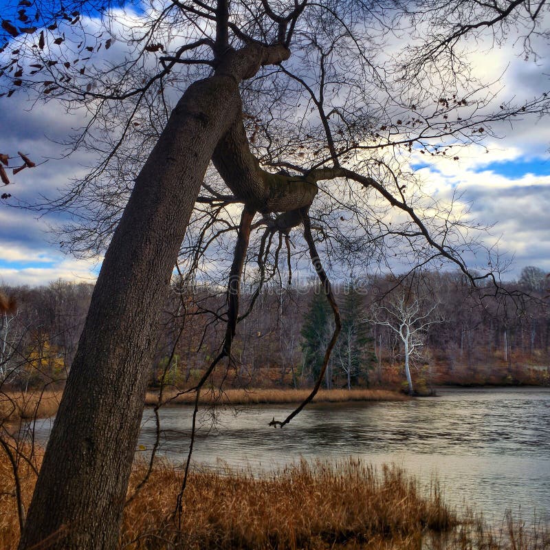 Leaning Oak Frames a Birch stock image. Image of tree - 62372113