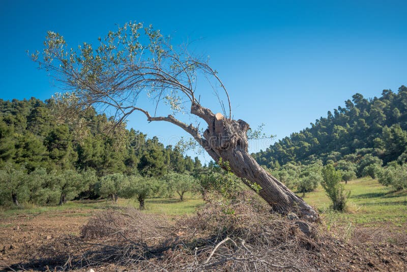 Leaning Olive Tree stock image. Image of outdoor, plant - 74100701