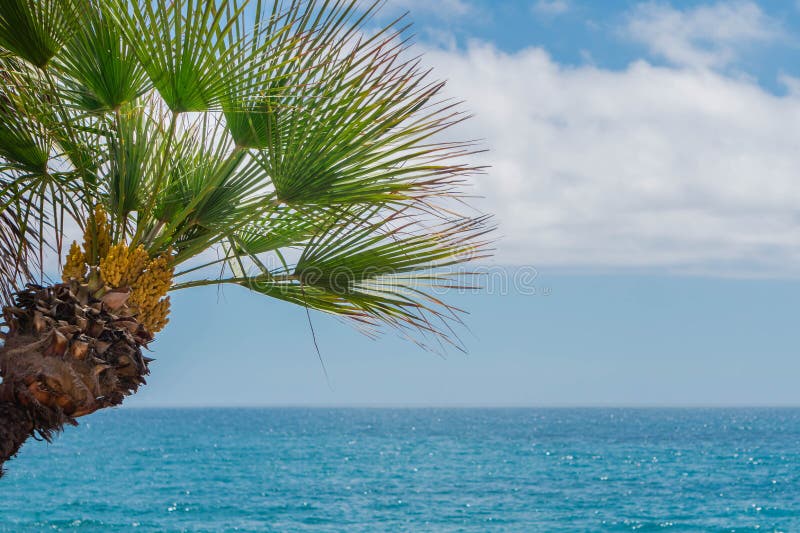 Sideways Palm Tree Stock Photos - Free & Royalty-Free Stock Photos from ...