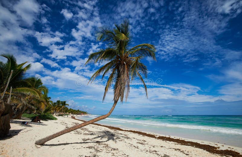 Leaning Palm Tree on a White Beach Under a Bright Cloudy Sky in Tulum ...