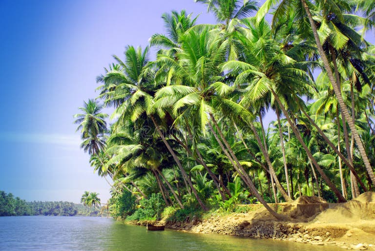 Tall Leaning Coconut Palm Trees Stock Photos - Free & Royalty-Free ...