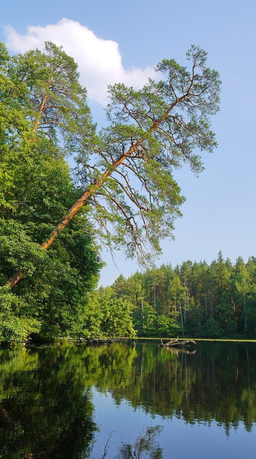 Leaning pine stock image. Image of beautyful, pine, lily - 75838781