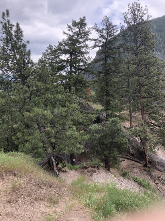 Leaning Pine Tree in Forest Stock Photo - Image of branch, flower ...