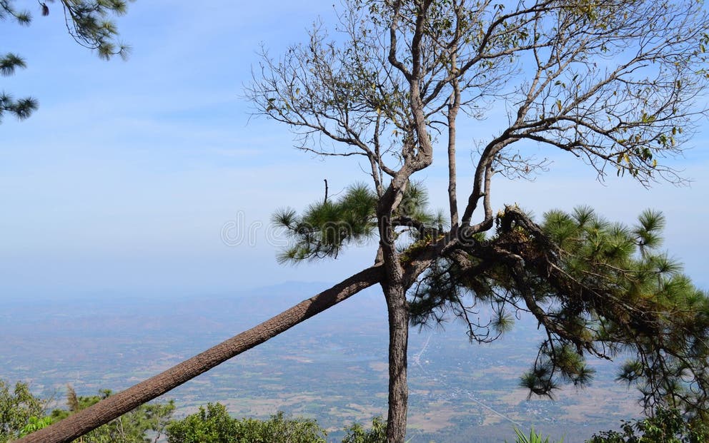 Leaning Pine Tree stock image. Image of environment, landscape - 68406375