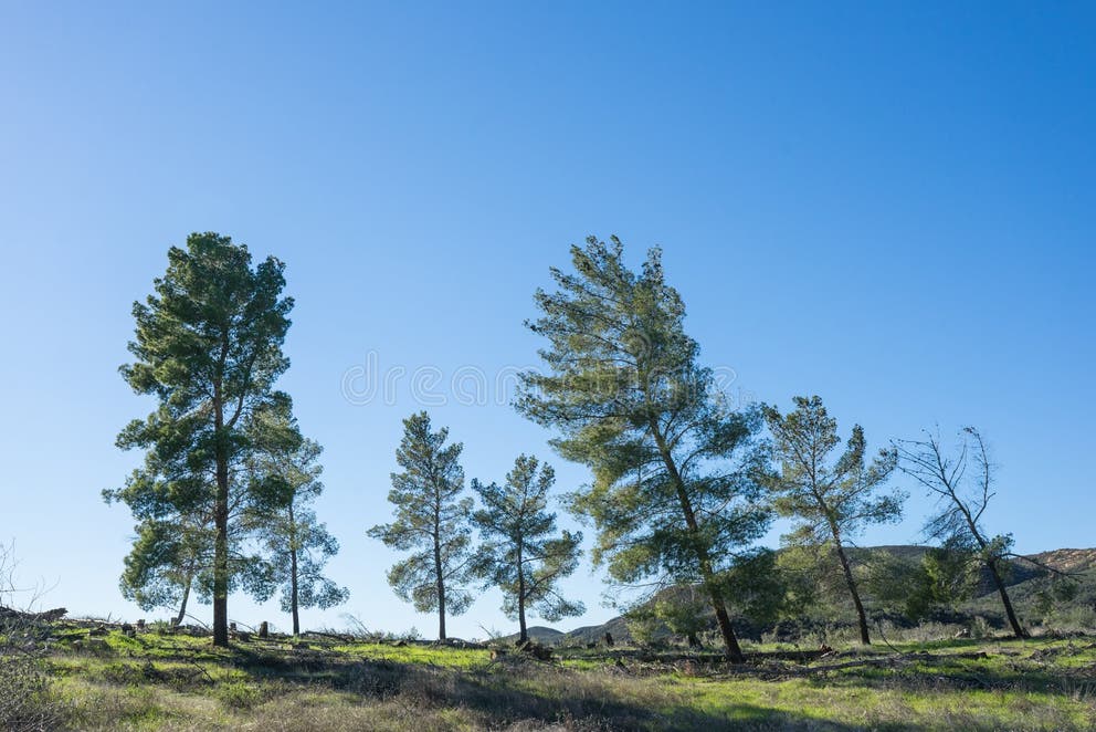 Leaning Pine Trees stock photo. Image of forestry, coniferous - 88533868