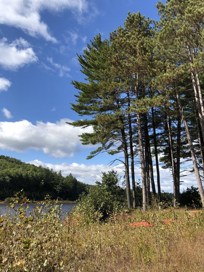 Leaning pine trees stock photo. Image of green, pine - 160952856