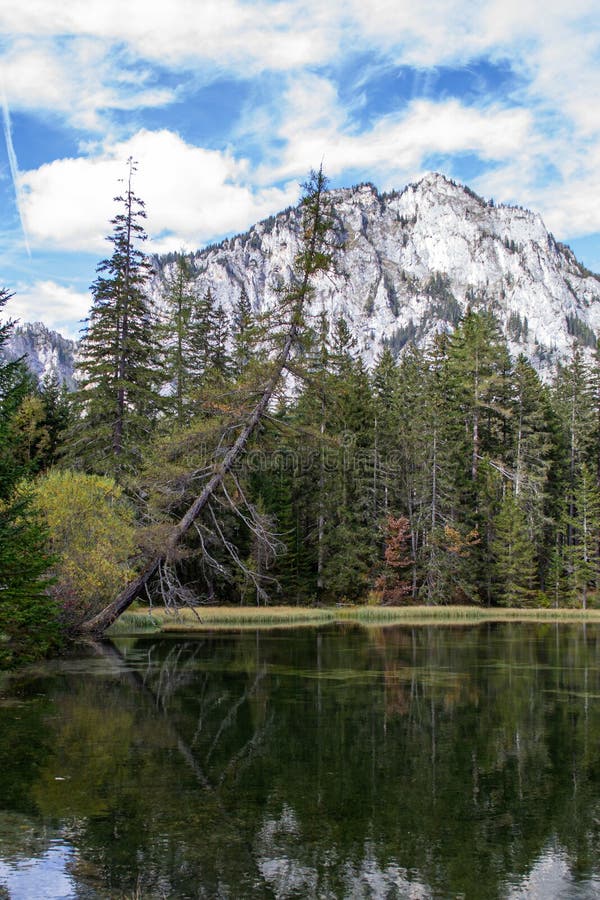 Leaning Spruce Over Against the Backdrop of the Mountains Stock Photo ...