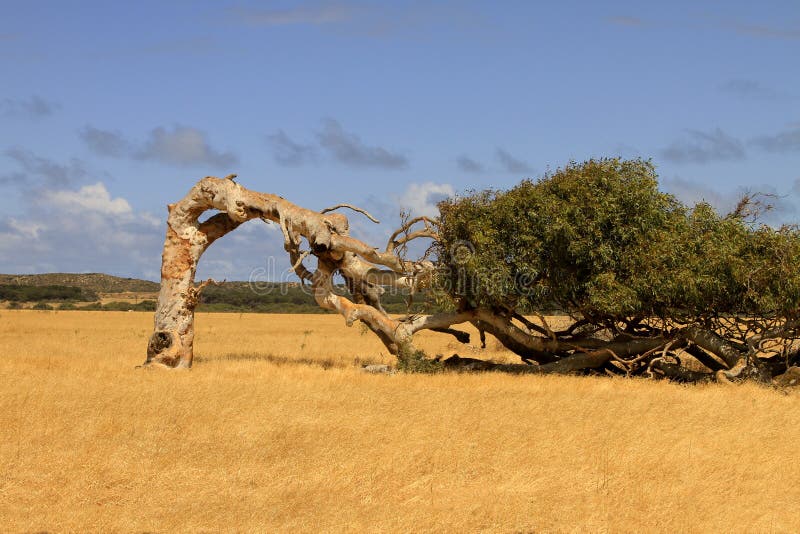 Leaning tree stock image. Image of horizontal, bent, landscape - 17330765