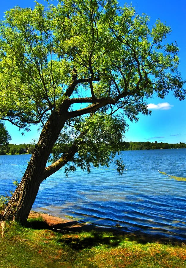 Leaning Oak Tree Landscape stock photo. Image of nature - 245752
