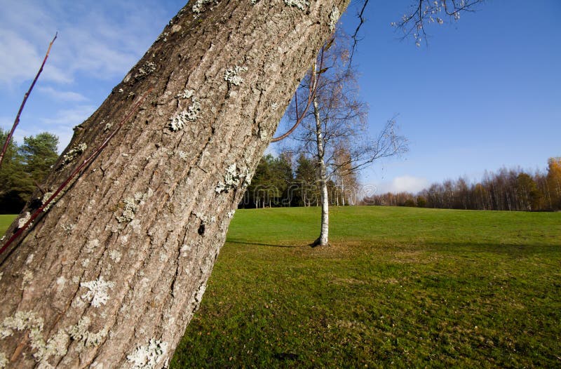 Leaning tree in city park stock image. Image of beauty - 80075257