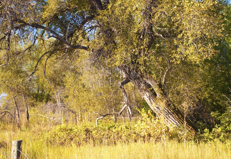 Leaning Tree in Early Autumn Stock Image - Image of crisp, yellow: 11013101