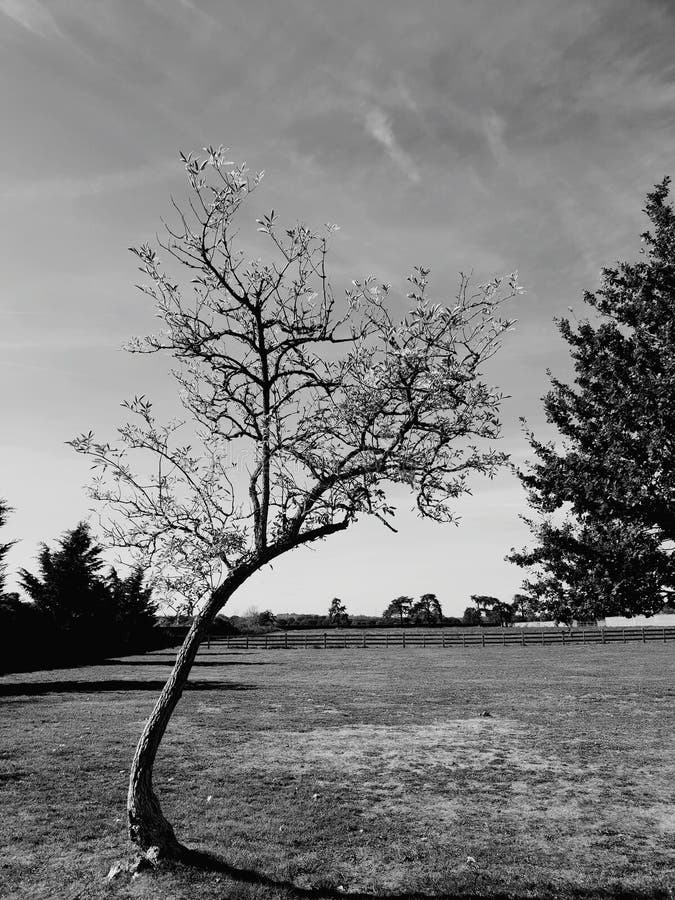 Leaning Tree stock image. Image of tree, nature, field - 127811339